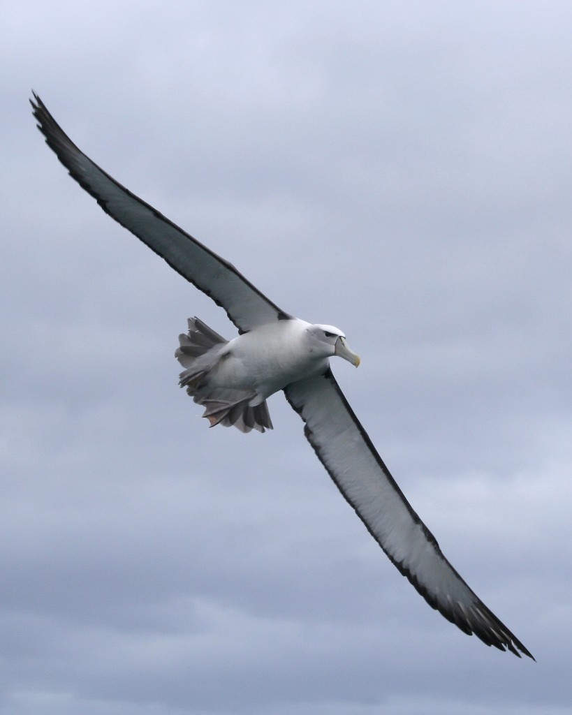 lost-at-sea-memorials.com » The Ancient Mariner and the Albatross…